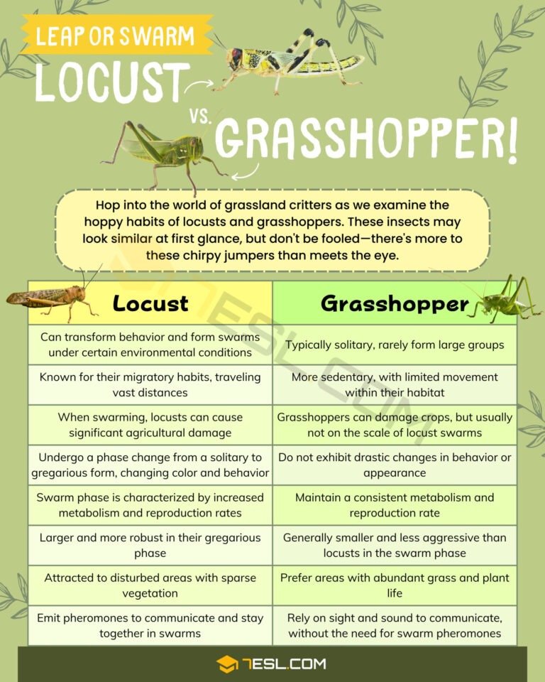 Cricket vs Grasshopper: Key Differences Between These Insects ...